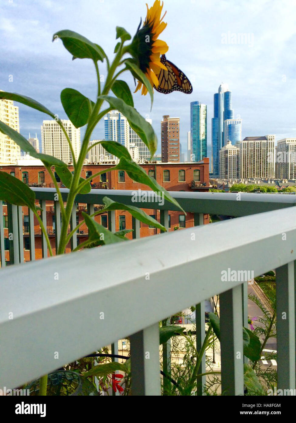Butterfly in chicago hi-res stock photography and images - Alamy