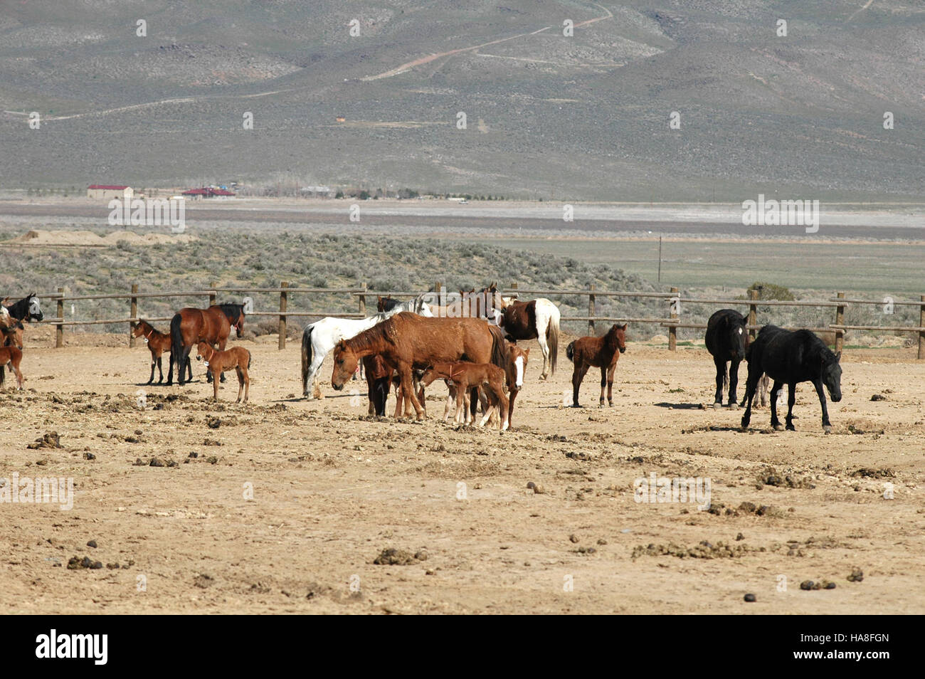 blmnevada 6427977419 Palomino Valley National Wild Horse and Burro ...