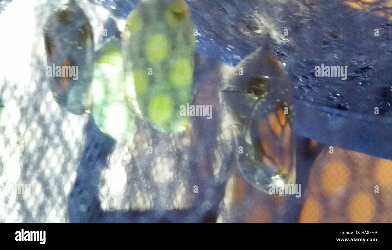 This photograph captures monarch butterfly chrysalises in California ...