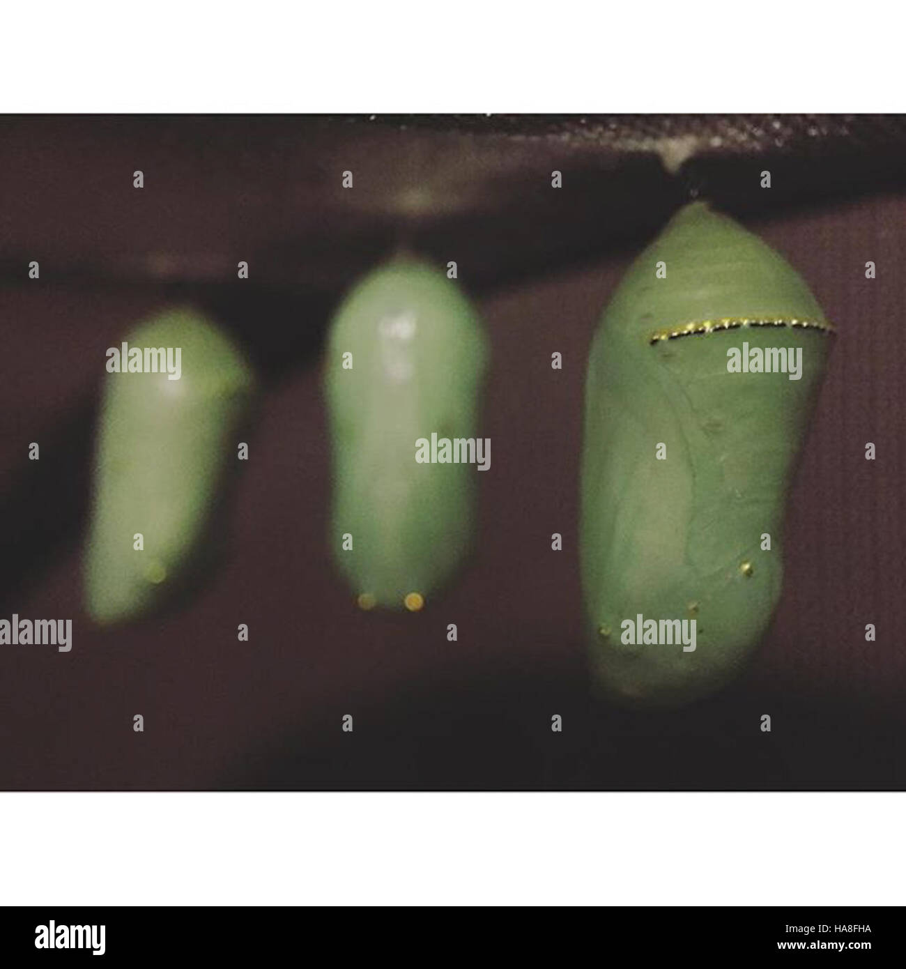 This image depicts the pupae of Monarch butterflies (Danaus plexippus ...