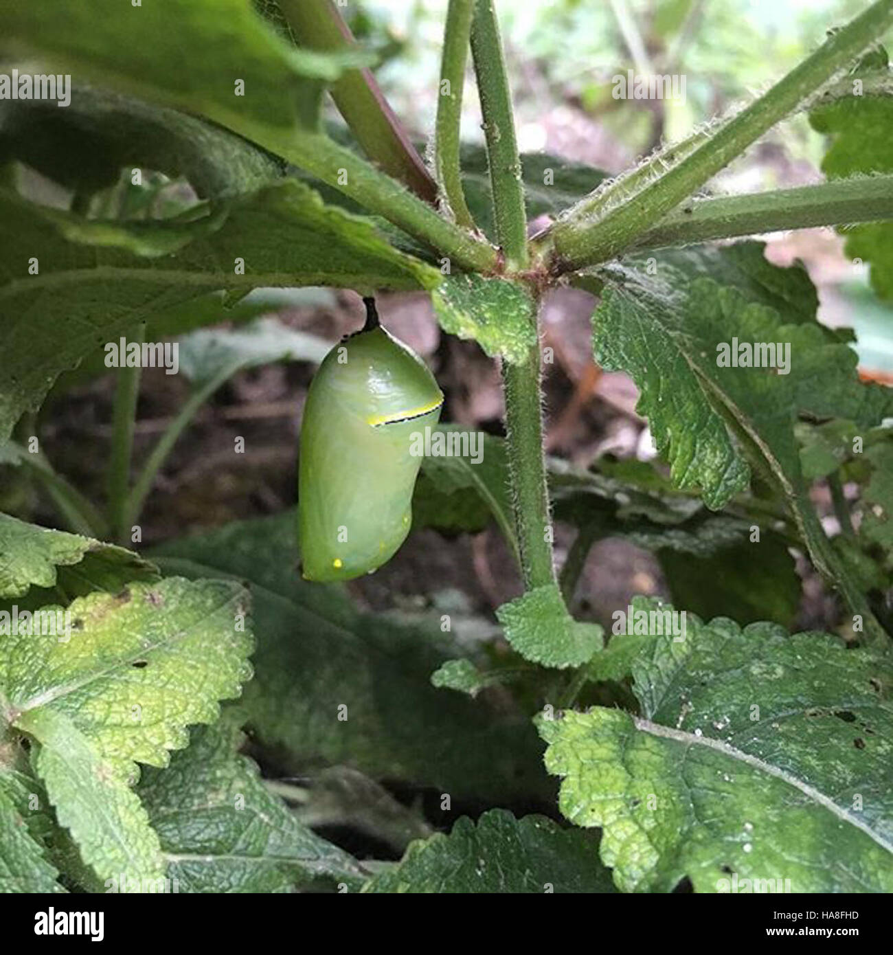 A photograph of a Monarch chrysalis in its transformative state ...