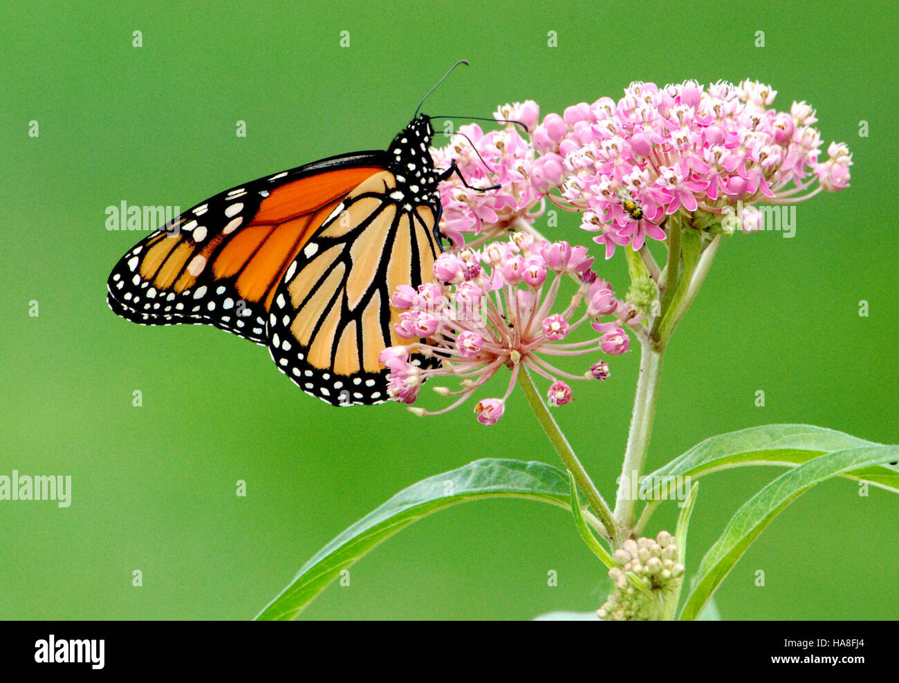 A photo of a Monarch butterfly resting on swamp milkweed. Monarch ...