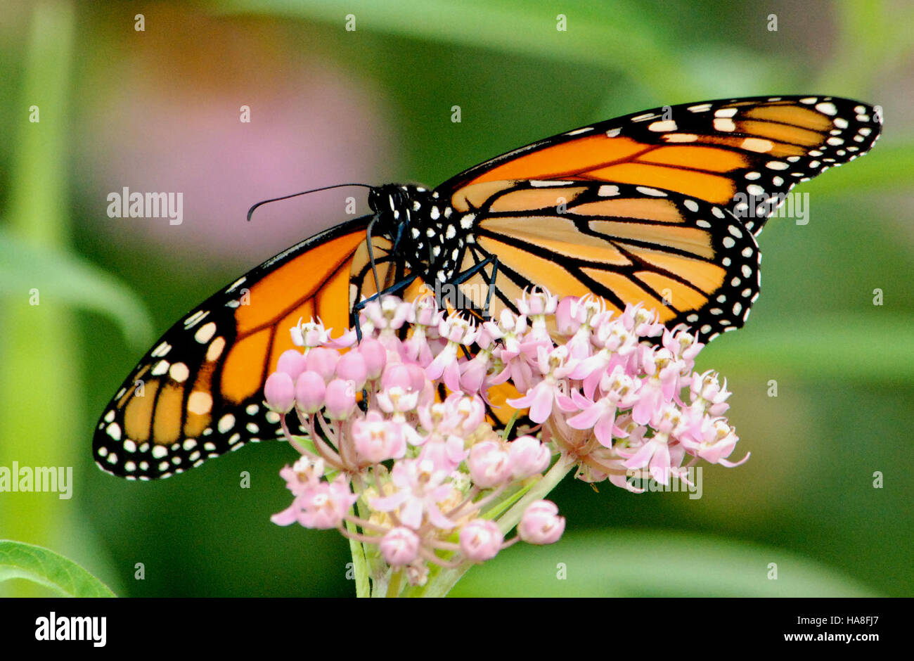 This image captures a Monarch butterfly resting on Swamp Milkweed ...