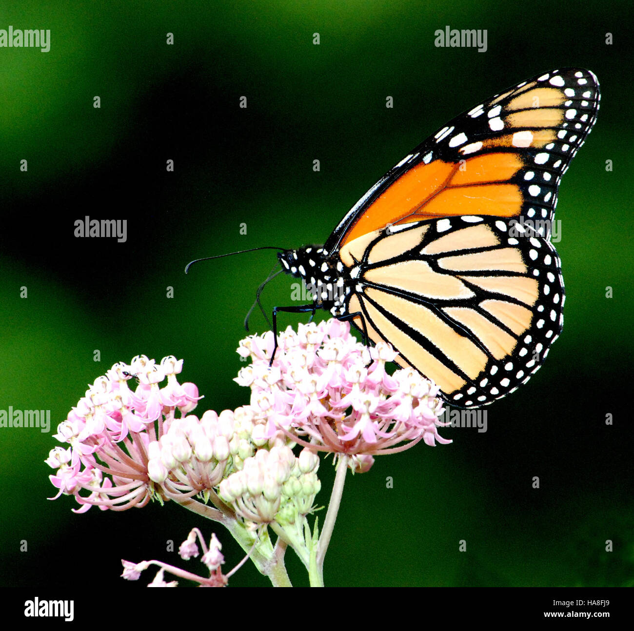 This photograph shows a Monarch butterfly resting on a swamp milkweed ...