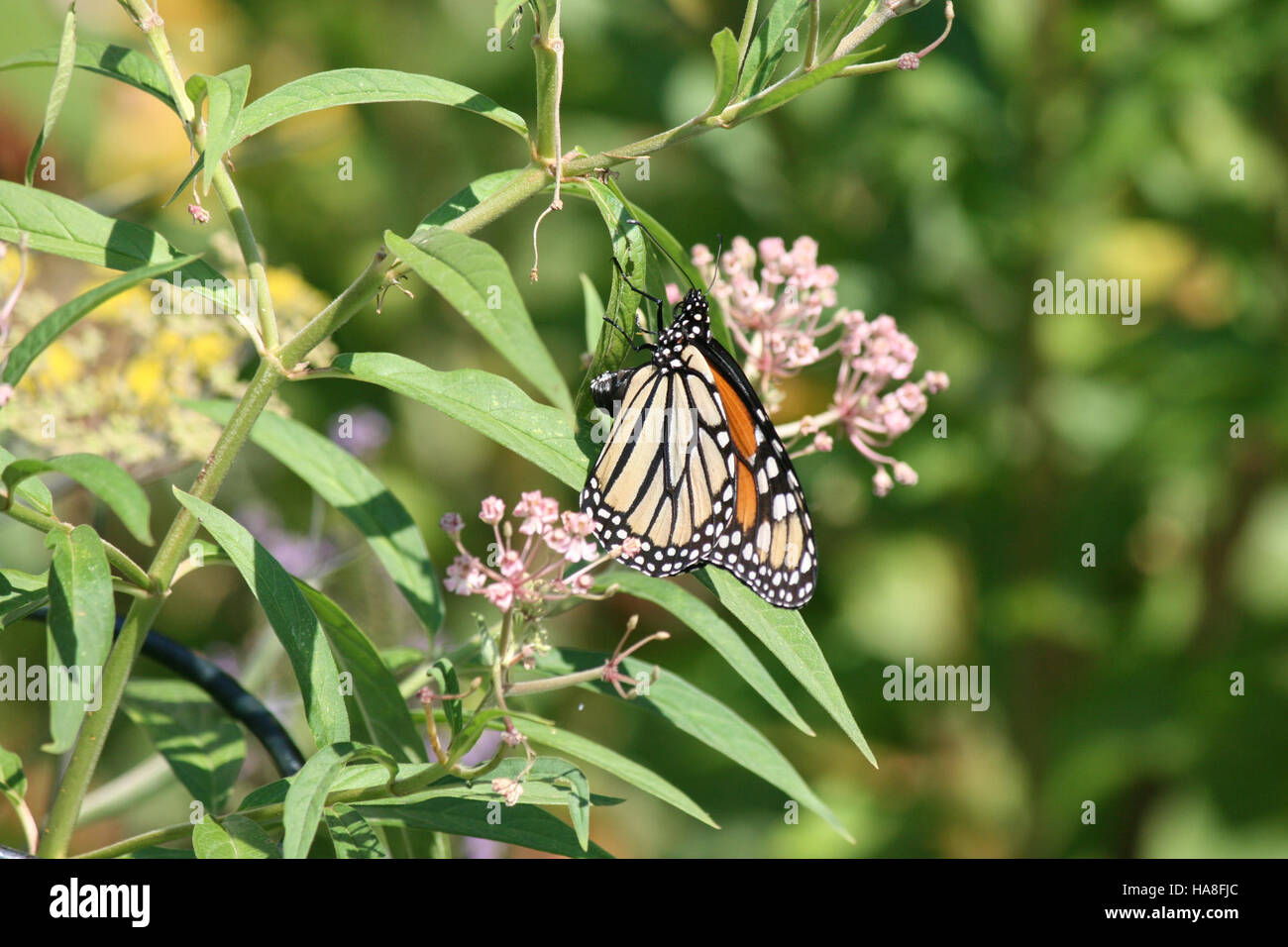 A monarch butterfly is captured in Ohio, highlighting the species ...