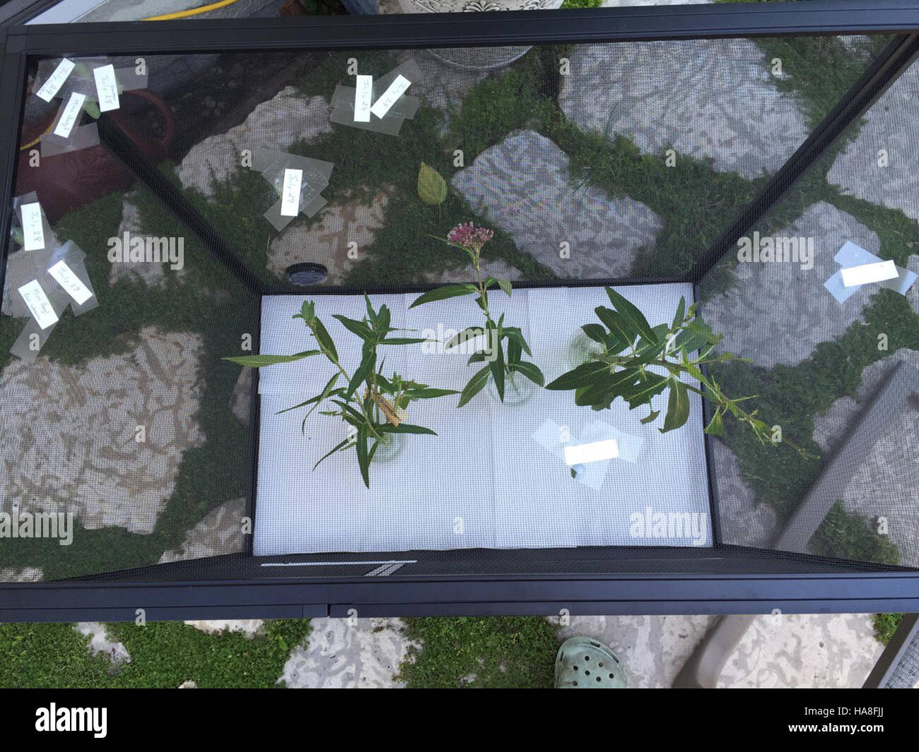 This image showcases Monarch butterfly chrysalises located in Manitoba ...