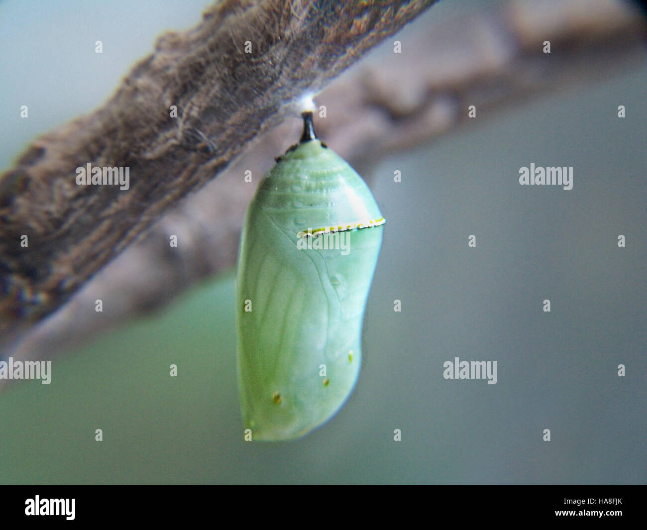 This image shows a Monarch chrysalis, photographed in Illinois, as part ...