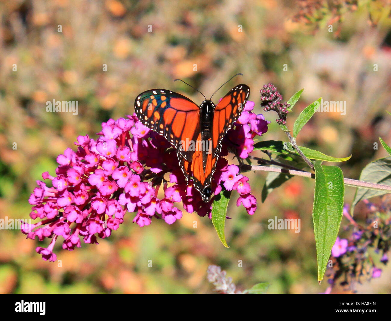 The Monarch butterfly, a symbol of North American wildlife, is seen in ...