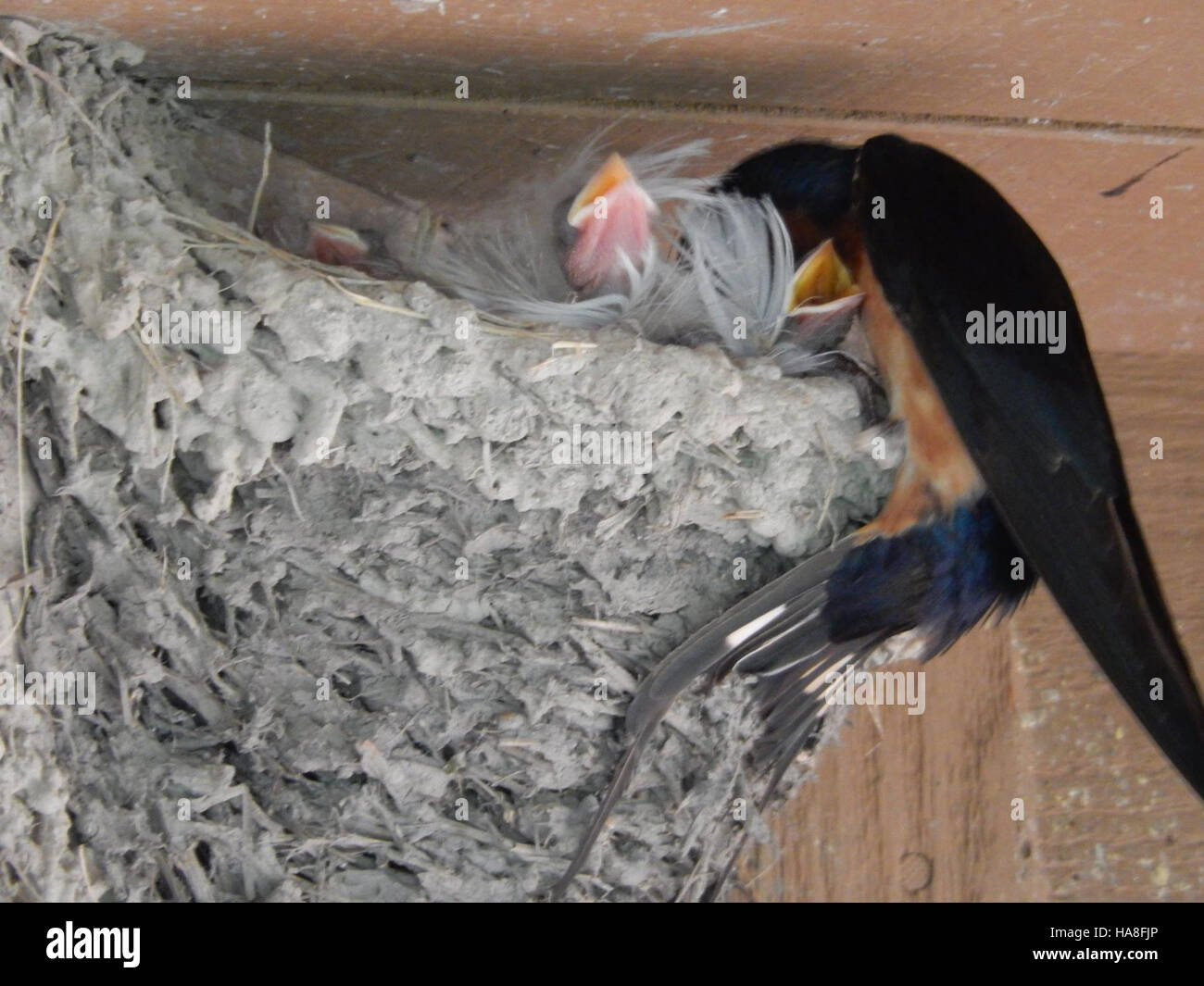 This image shows a Barn Swallow family in the U.S. Midwest ...
