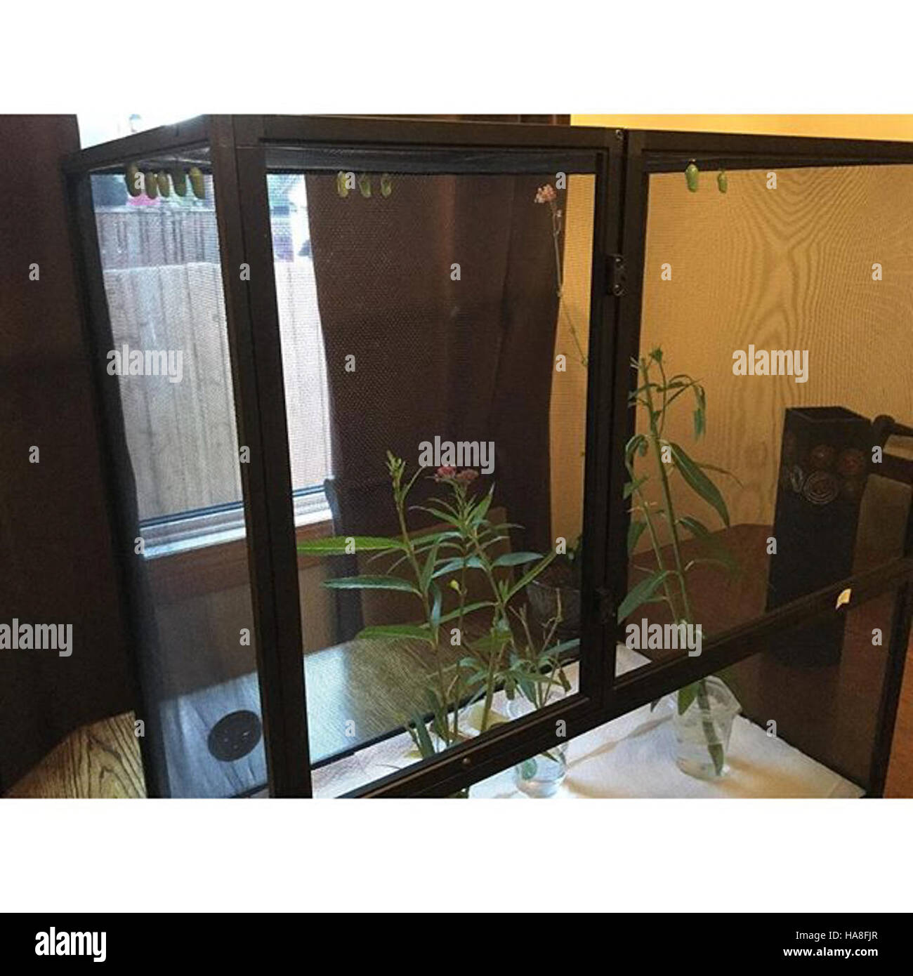 This image captures Monarch butterfly chrysalises in Manitoba, Canada ...