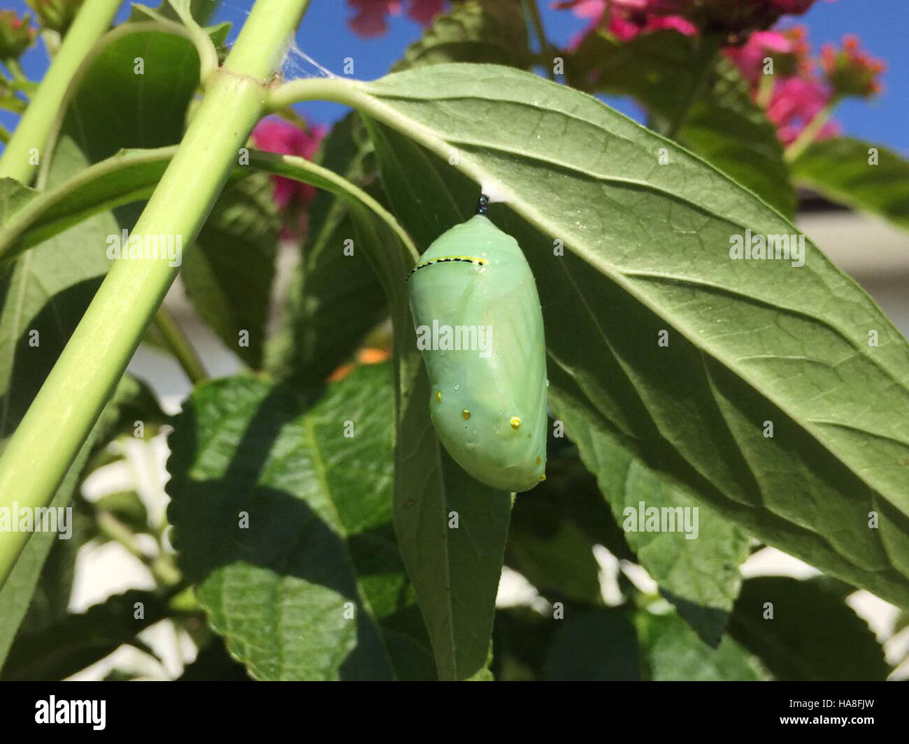 A Monarch chrysalis, captured in Manitoba, Canada, showcases the ...