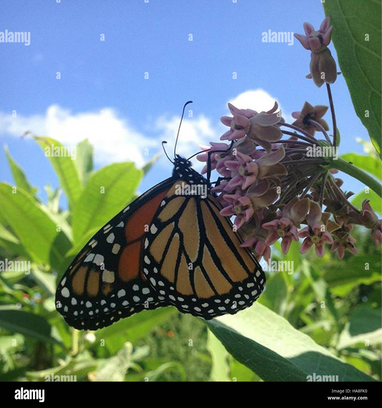 A Monarch Butterfly photographed in Michigan, showcasing its ...