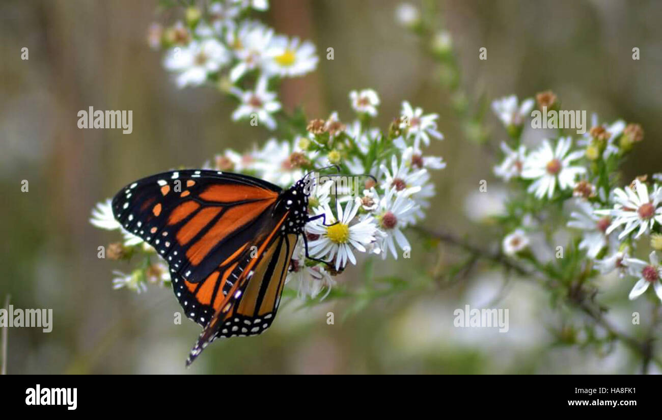 This image of a Monarch butterfly (Danaus plexippus) was captured by ...