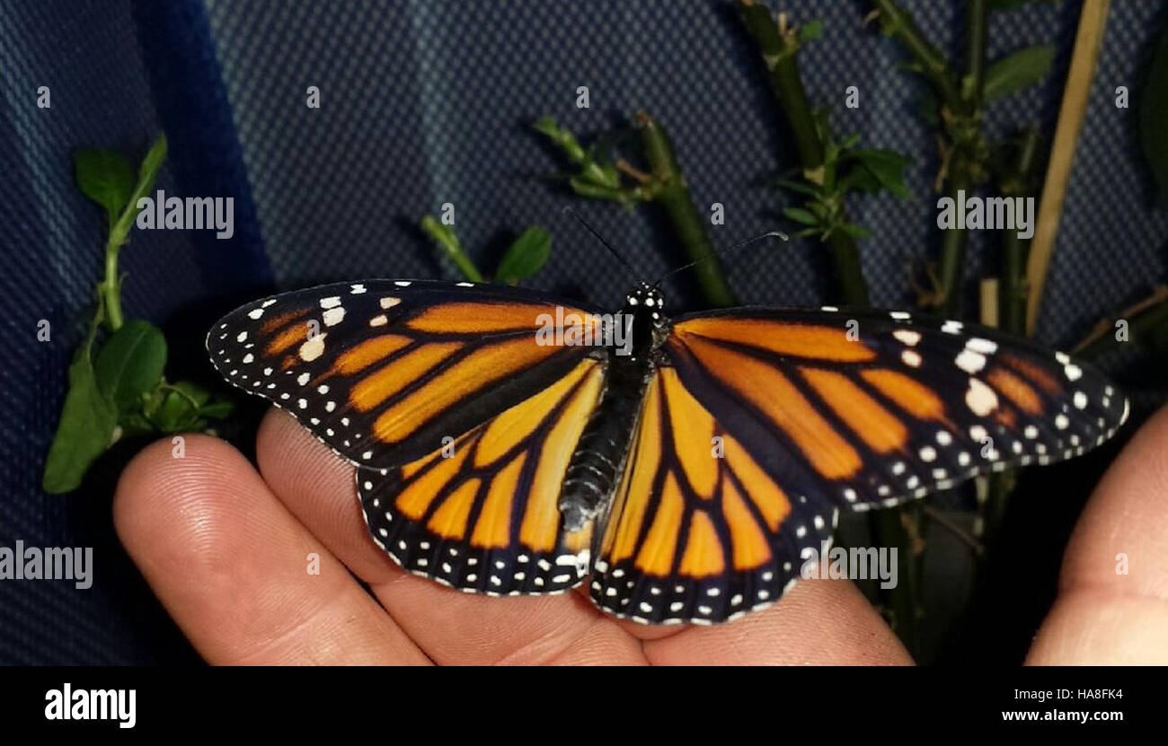 The Monarch Butterfly (Danaus plexippus) is seen in its natural habitat ...