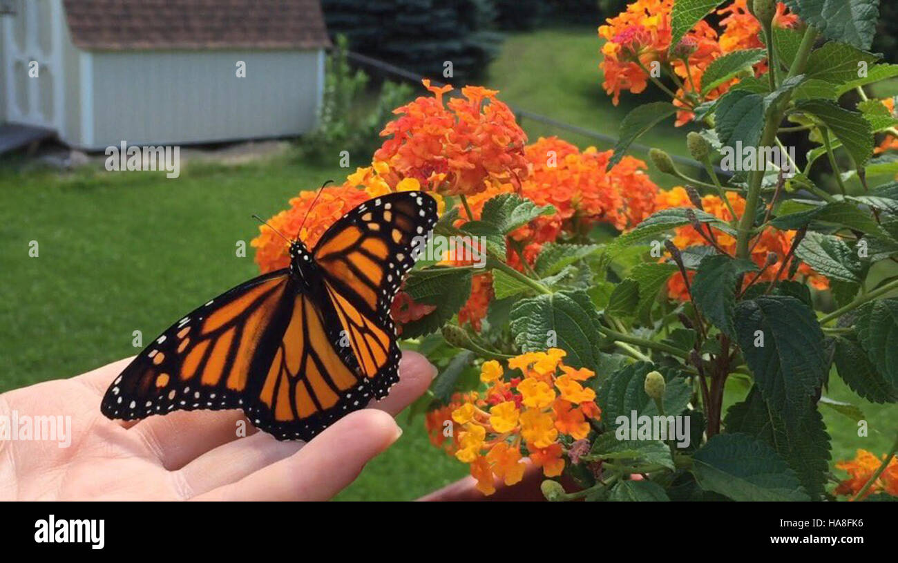 This photograph captures a Monarch butterfly in its natural environment ...