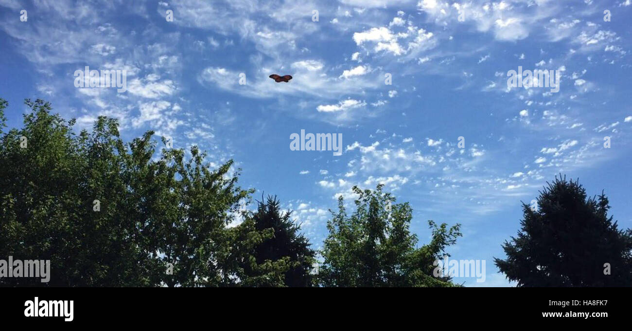 This photograph captures a Monarch butterfly in Minnesota, illustrating ...