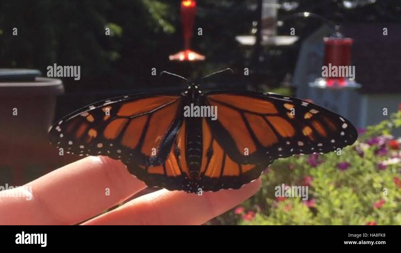 This photograph captures a Monarch butterfly in Minnesota, showcasing ...