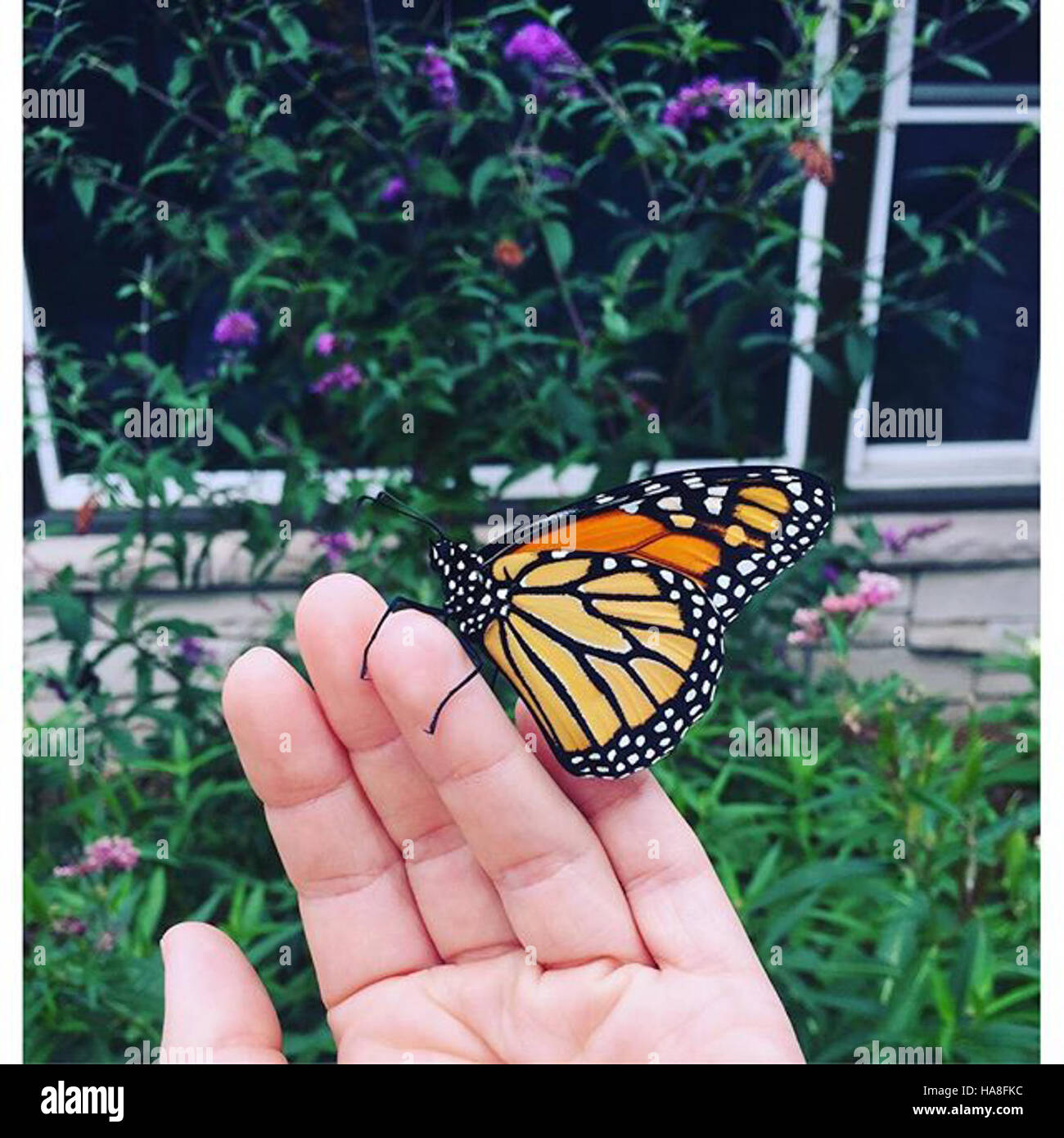 The Monarch Butterfly, a migratory species, is observed in Minnesota ...