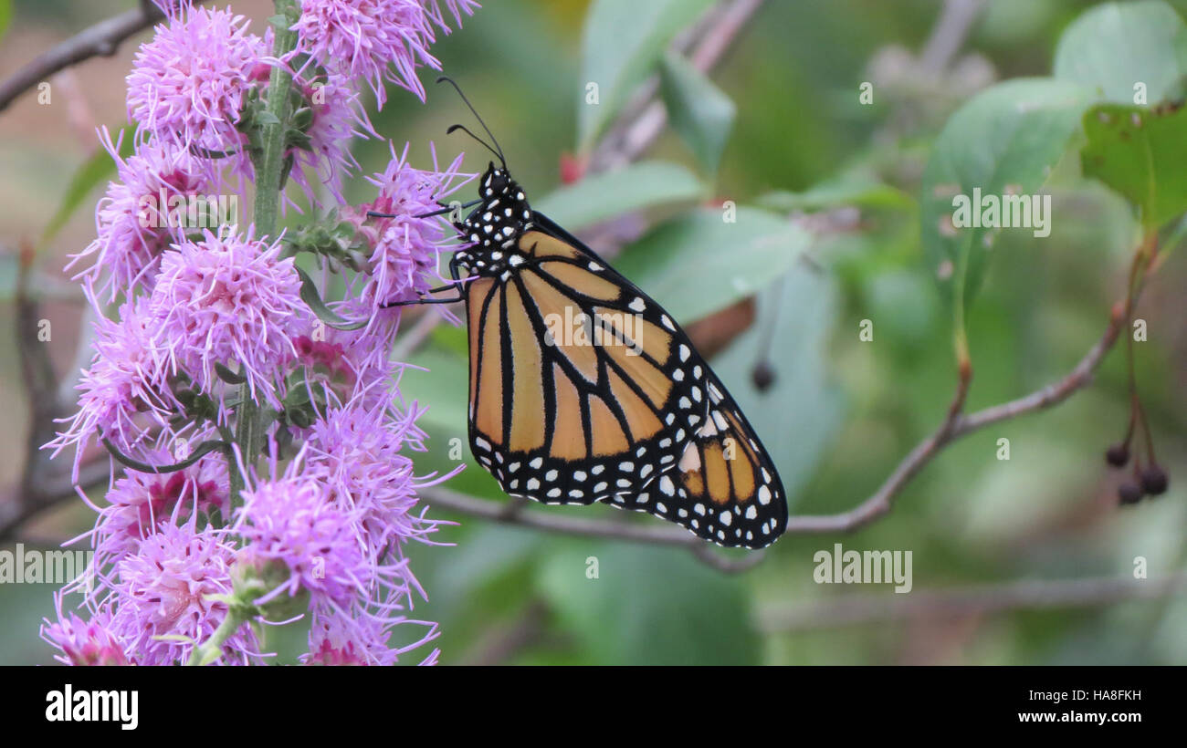 This photograph captures a Monarch butterfly in Minnesota, a key image ...