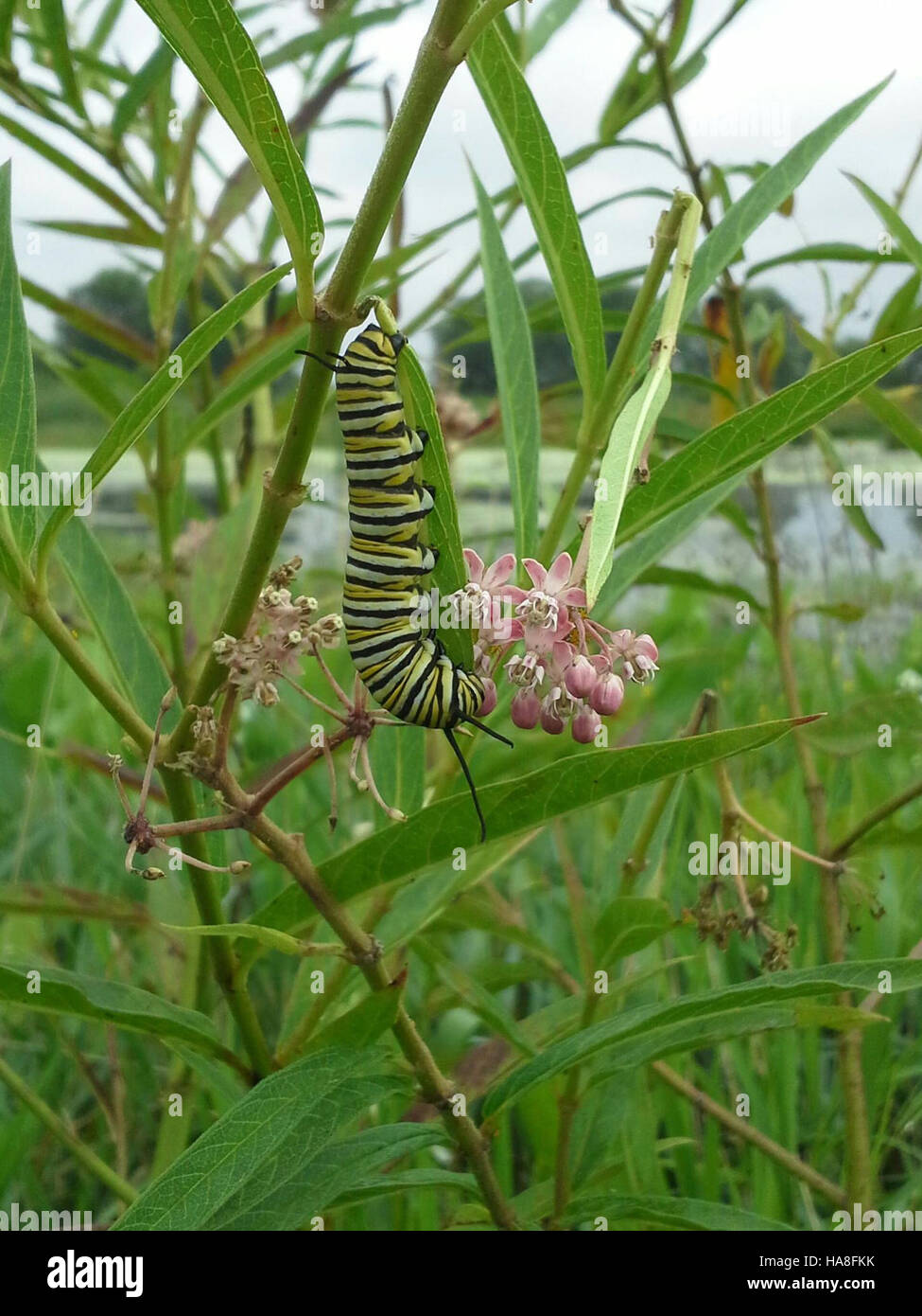 A Monarch caterpillar in Minnesota is captured in its natural ...