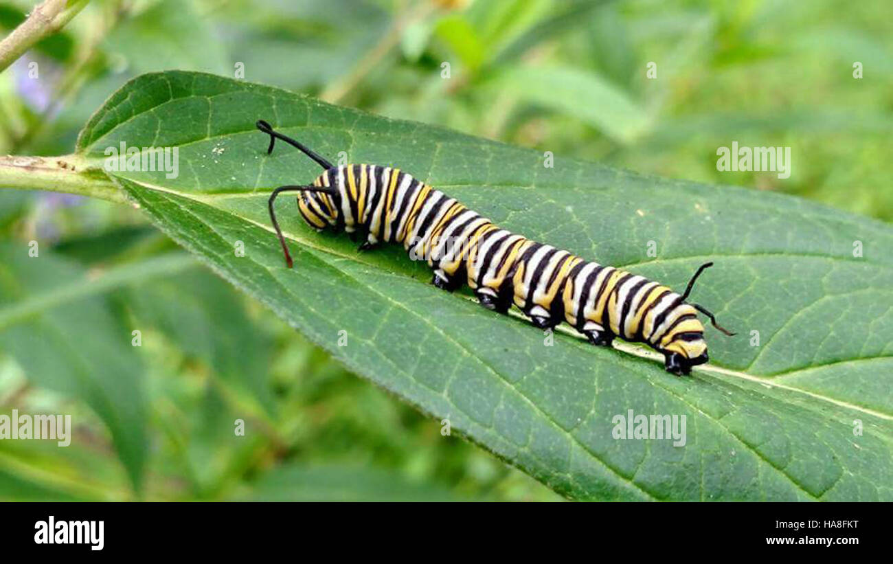 This photograph shows a Monarch caterpillar in Michigan, an important ...