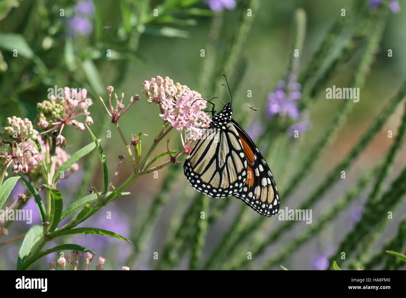 This image shows a Monarch Butterfly in Ohio, capturing the delicate ...