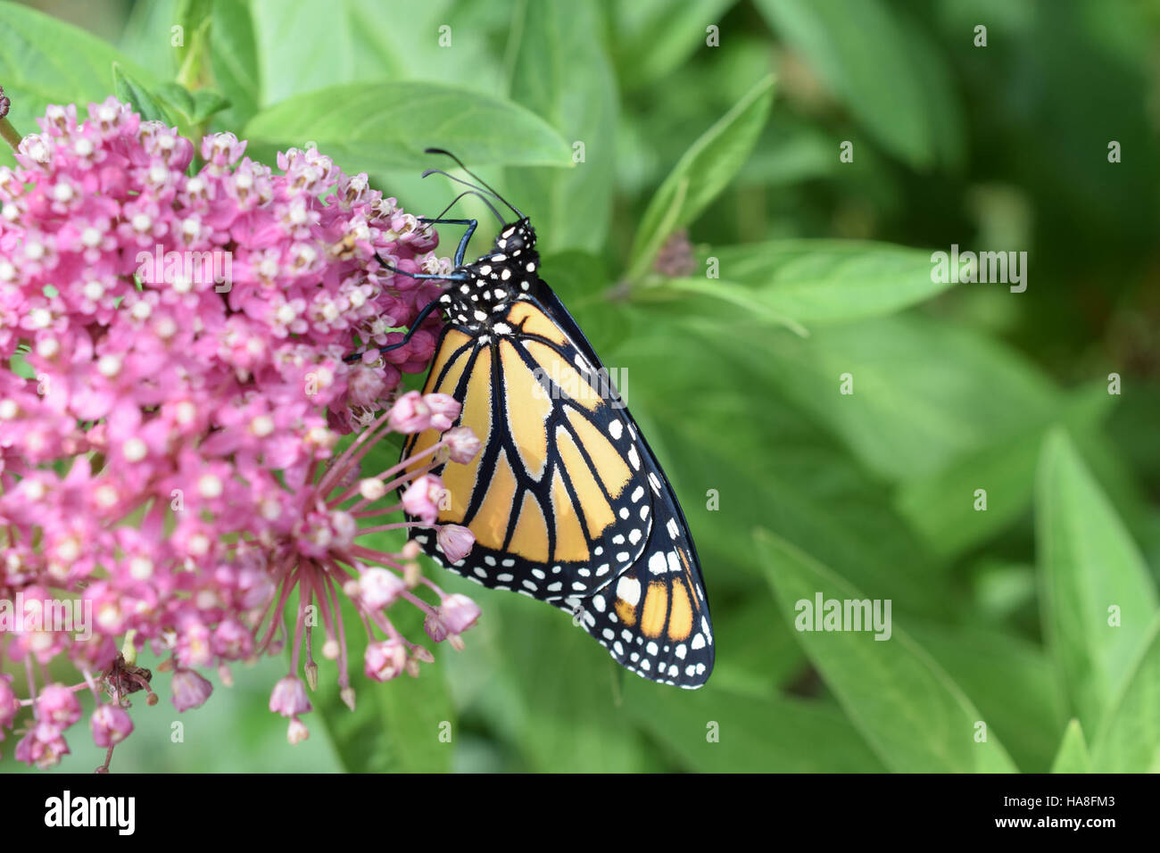 This image captures a Monarch butterfly in Michigan, showcasing one of ...