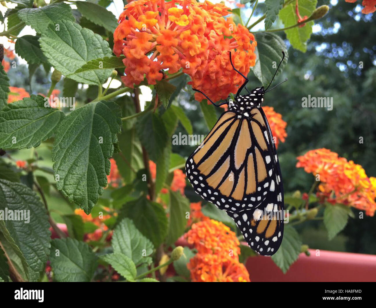 This image features the iconic Monarch butterfly in its natural habitat ...