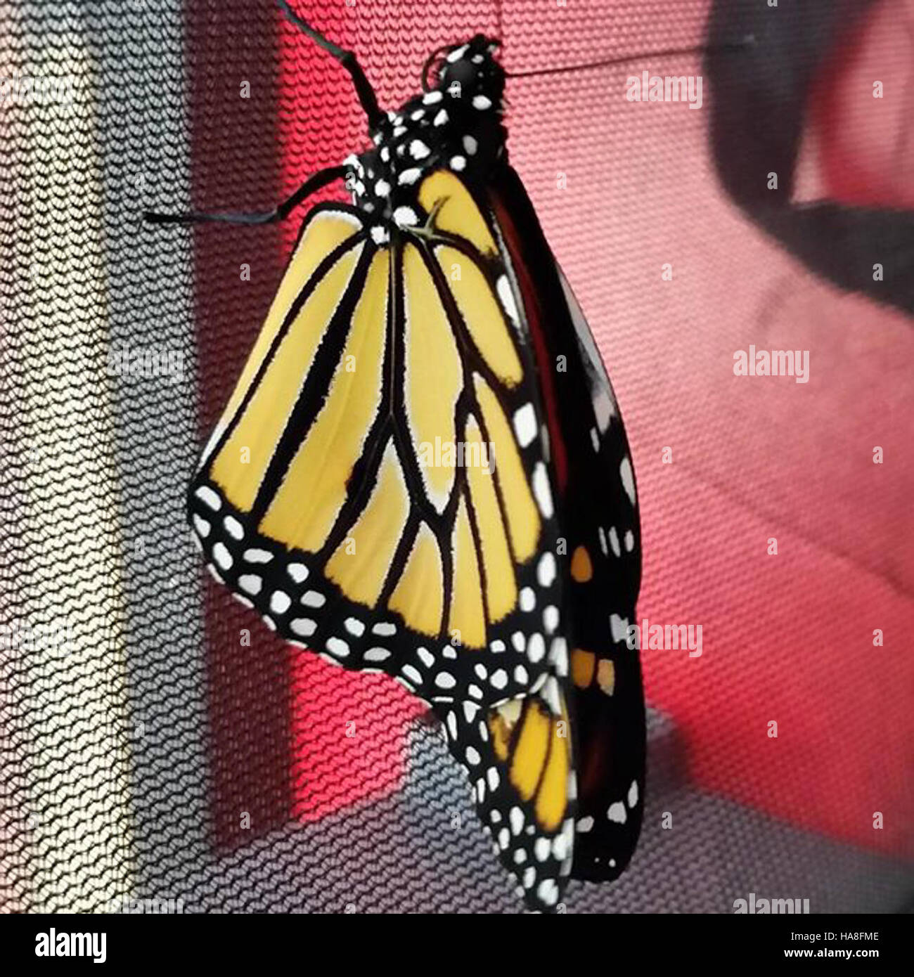 This image shows a Monarch Butterfly in Pennsylvania, showcasing the ...