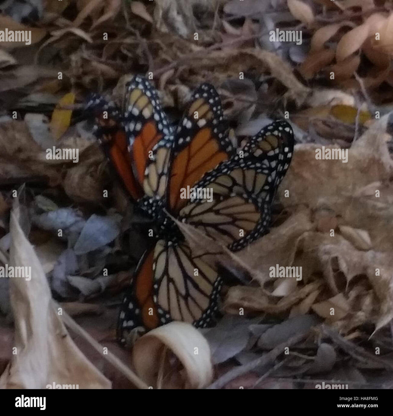 Monarch butterflies, known for their long migration, are pictured in ...