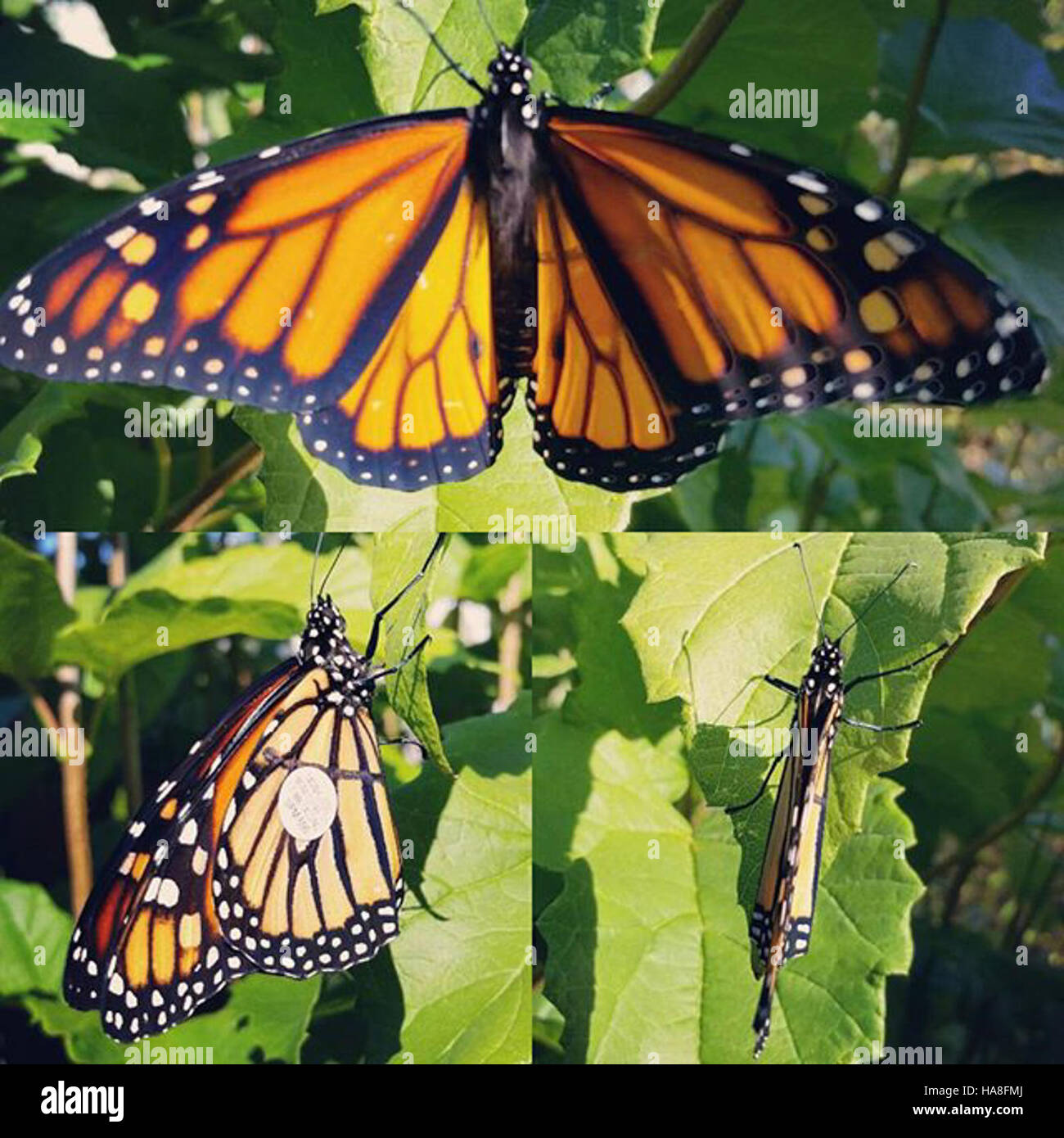Monarch butterflies are depicted in Pennsylvania, showcasing their ...