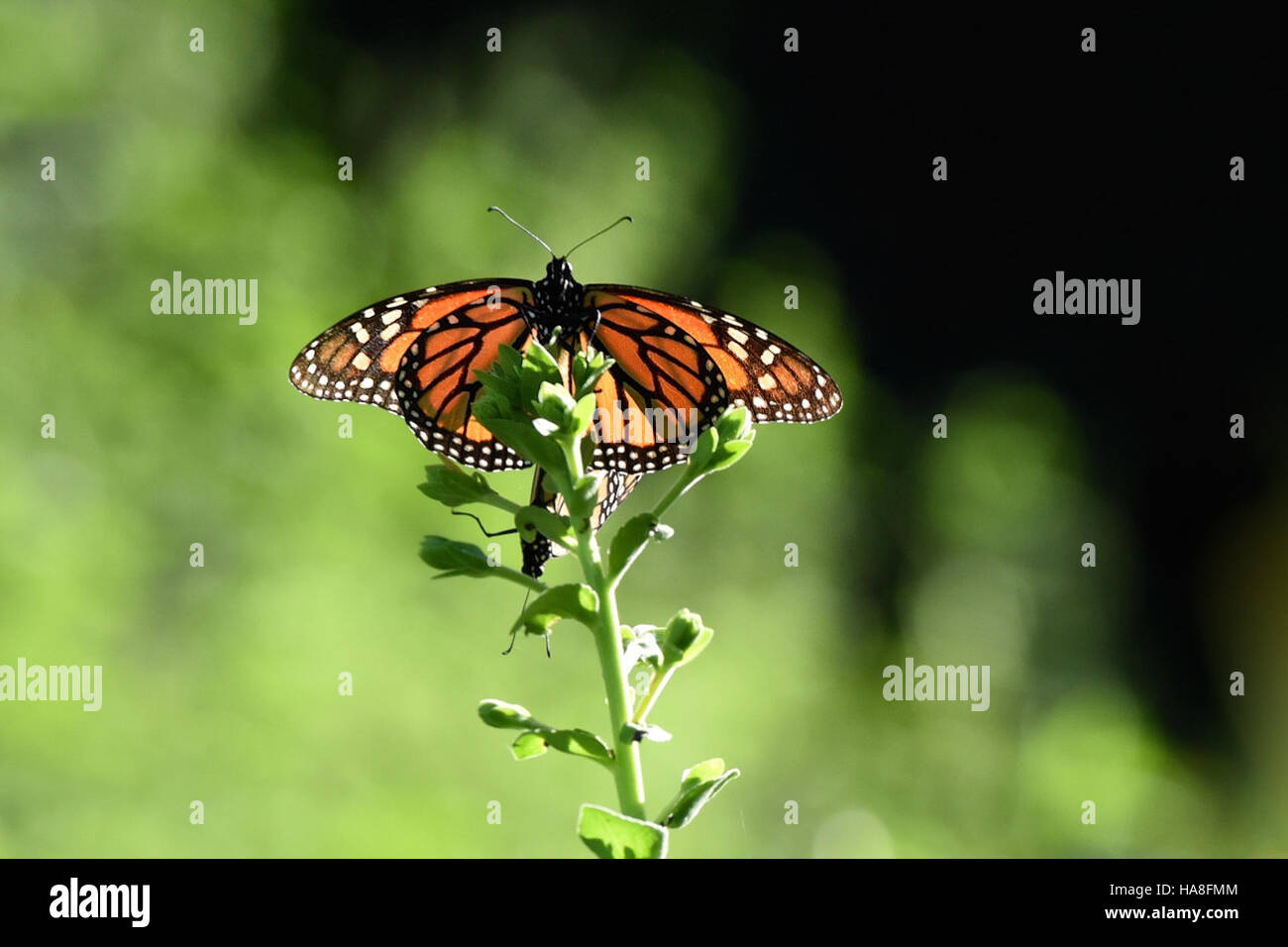 A photograph showing Monarch butterflies in the Saylorville Butterfly ...