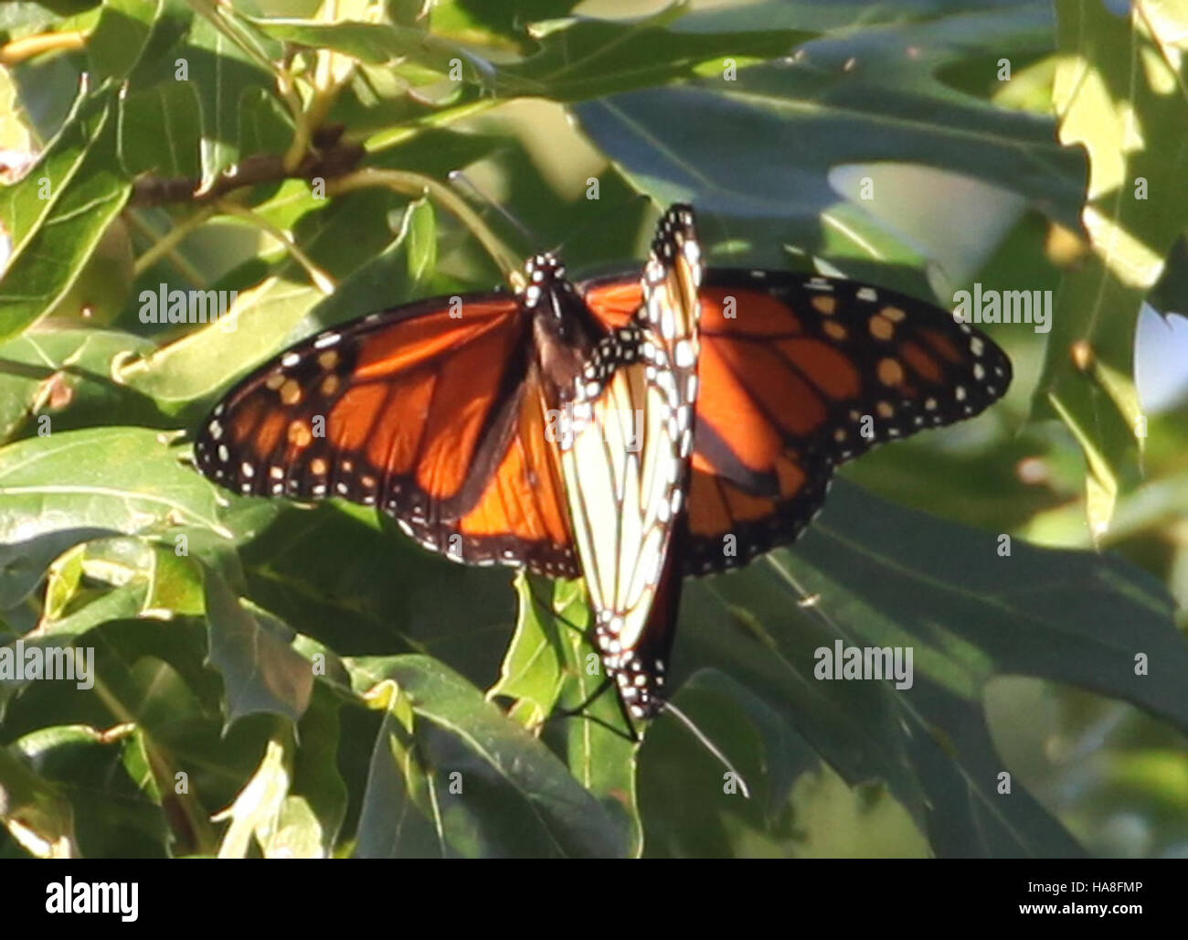 This photograph captures the monarch butterfly, a species renowned for ...