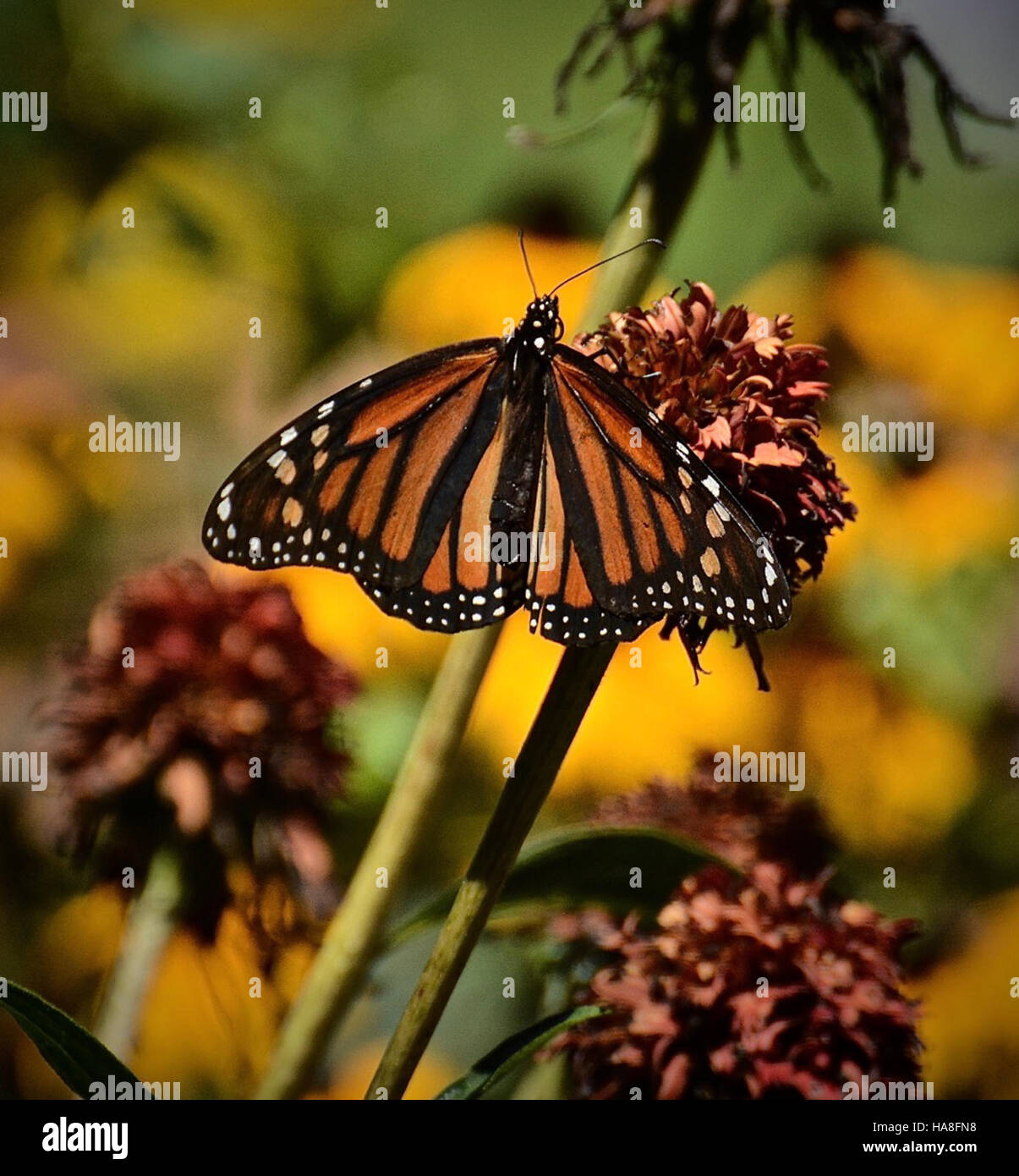 A Monarch butterfly is photographed in Delaware, showcasing its ...