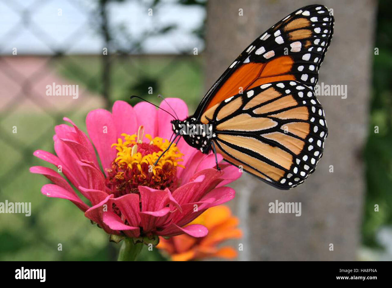 A close-up photograph of a Monarch butterfly in Massachusetts ...