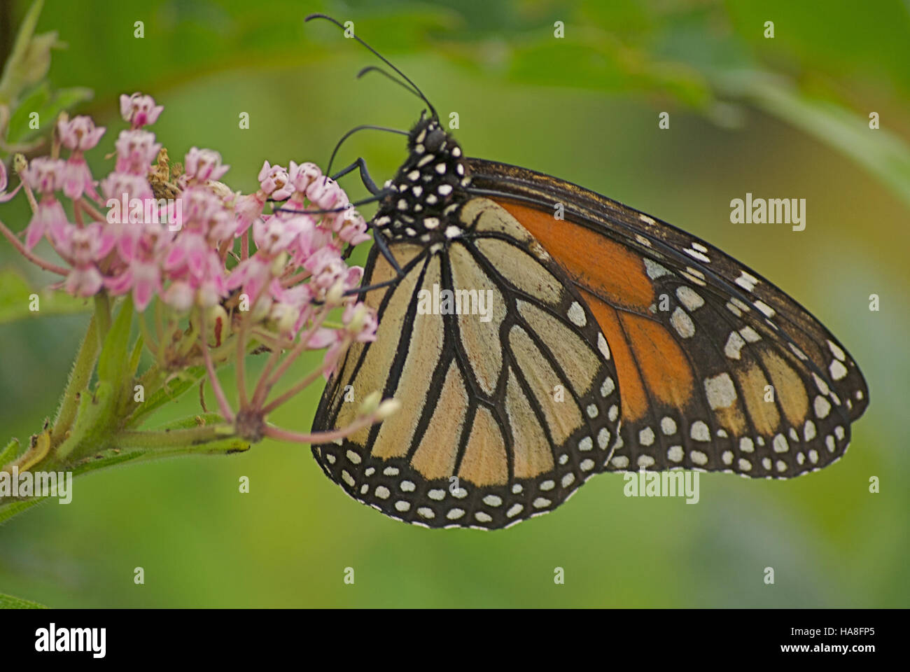 This image captures the iconic Monarch butterfly in New Jersey ...