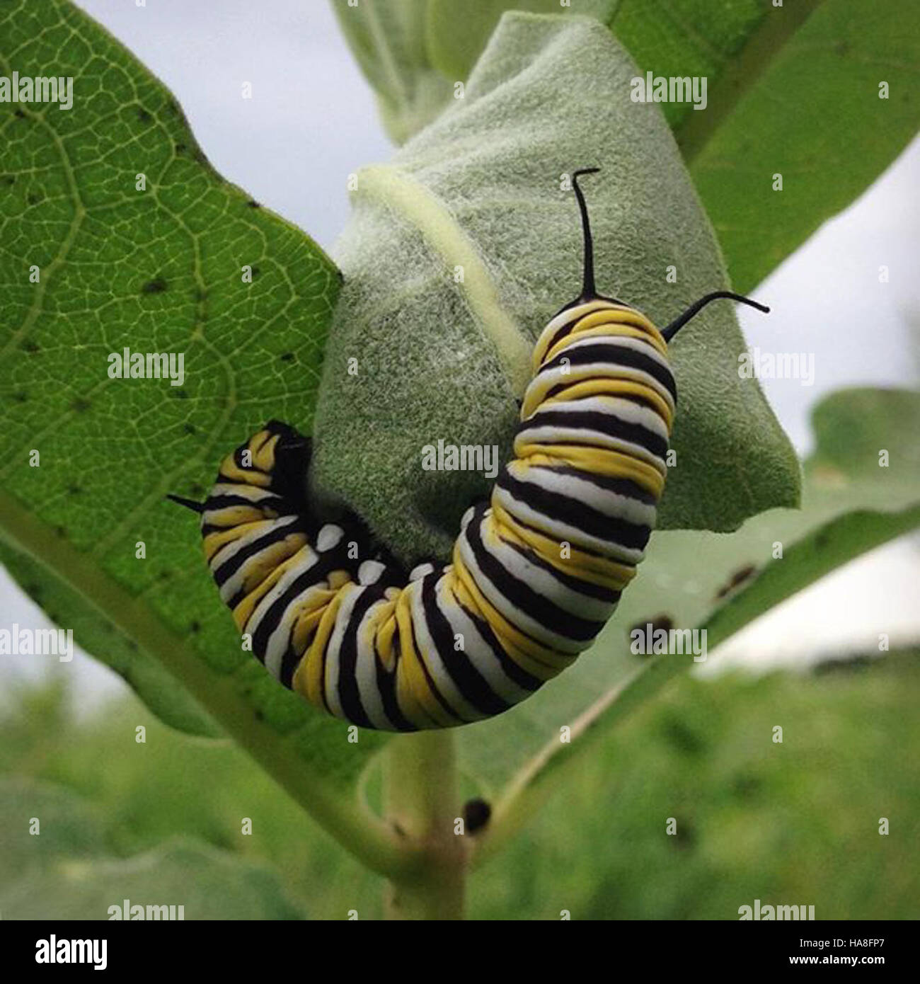 A Monarch caterpillar (Danaus plexippus) photographed in Michigan, part ...