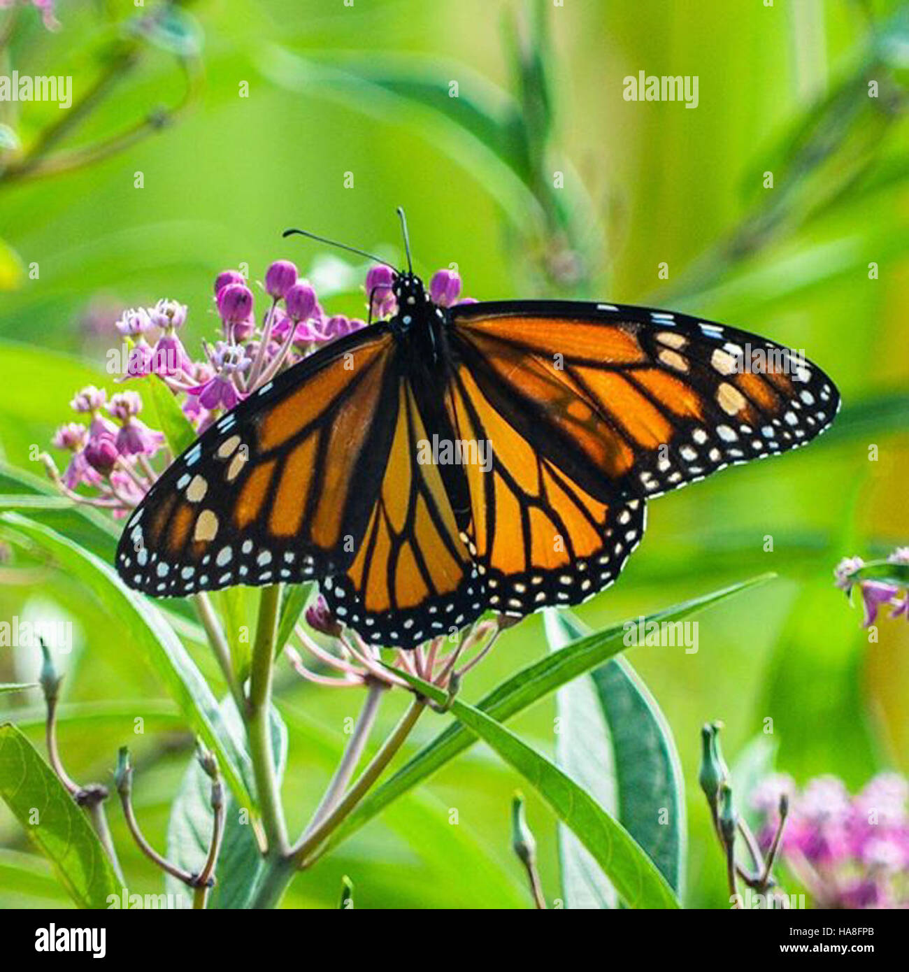 A photograph of a Monarch butterfly in Indiana, capturing the vibrant ...