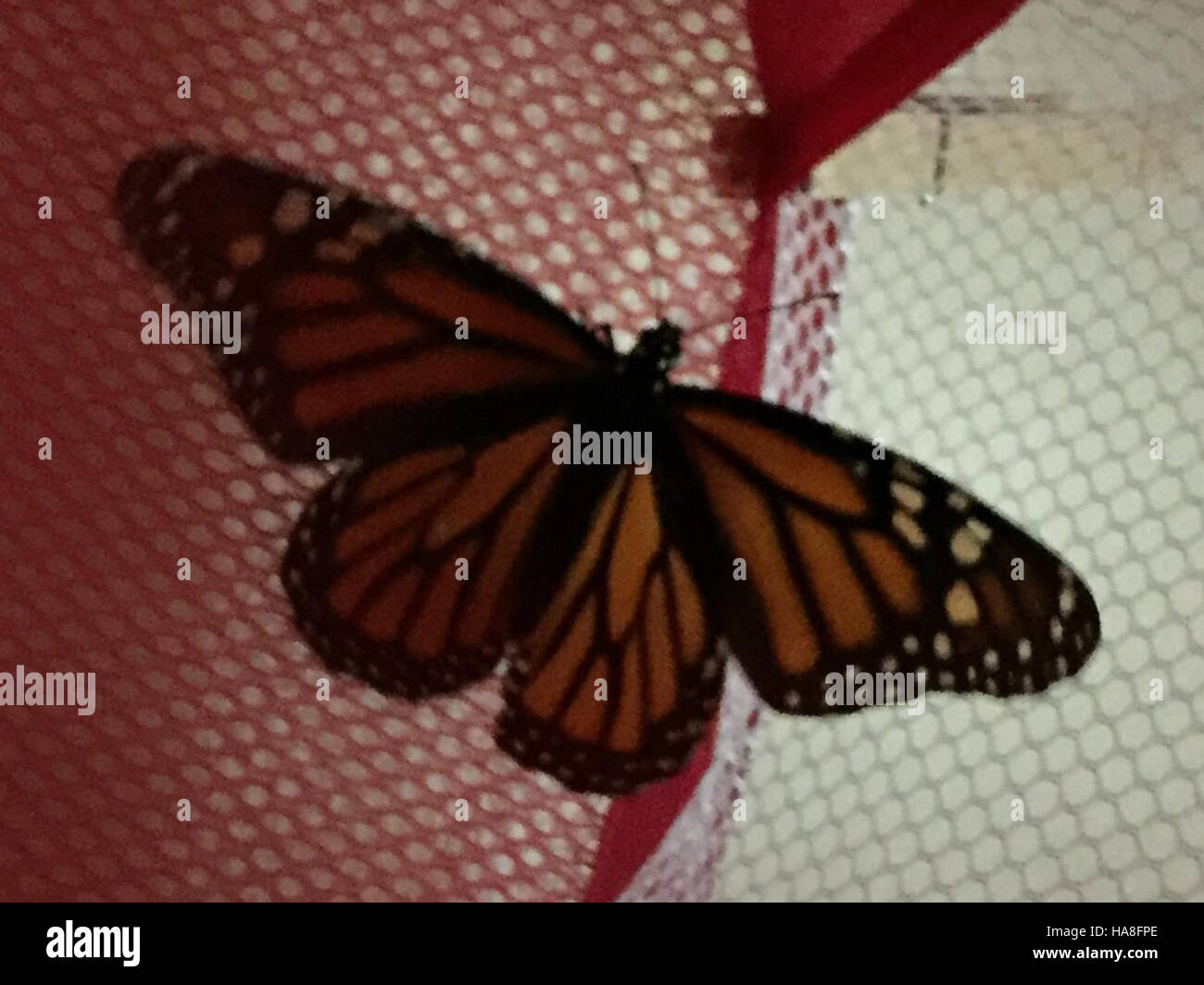 usfwsmidwest 29094547812 Monarch Butterfly in Minnesota Stock Photo - Alamy