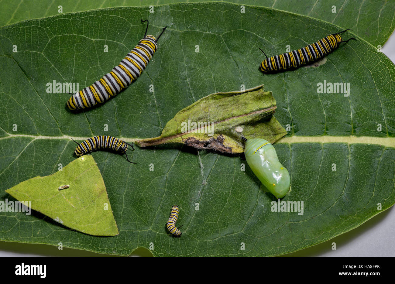 This educational image shows the stages of monarch butterfly ...