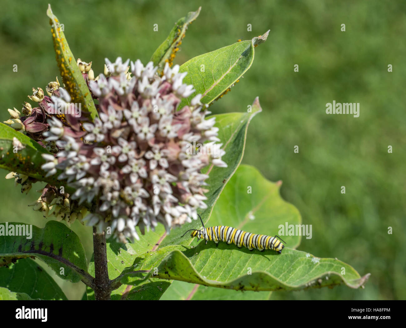 The Monarch caterpillar (Danaus plexippus) on Common Milkweed ...