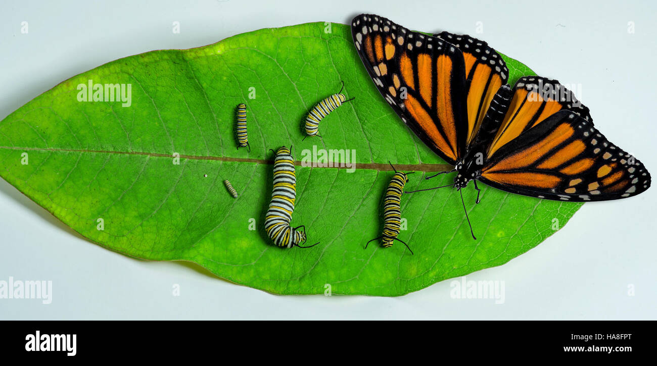 Caterpillar life cycle hi-res stock photography and images - Alamy