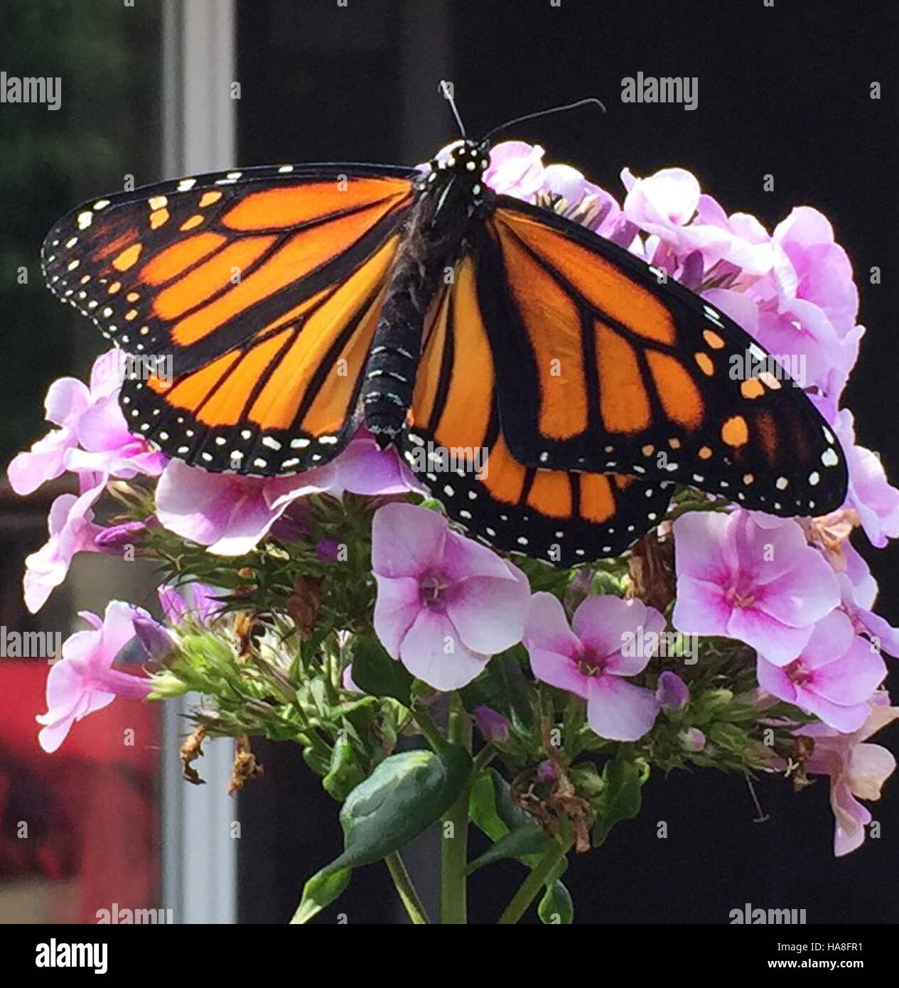 usfwsmidwest 29167792736 Monarch Butterfly in Minnesota Stock Photo - Alamy