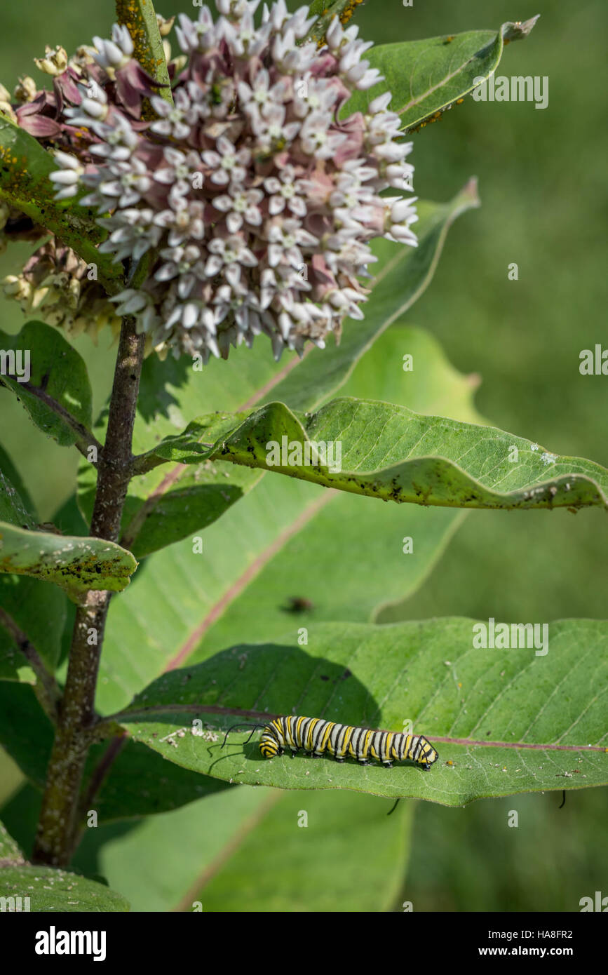 This image captures a Monarch caterpillar feeding on common milkweed, a ...