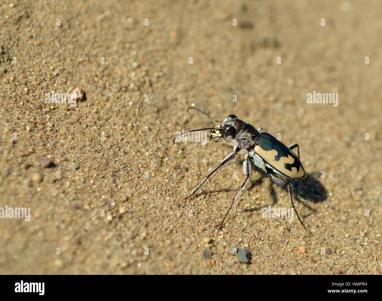 The Big Sand Tiger Beetle, photographed in the Midwest region of the U ...
