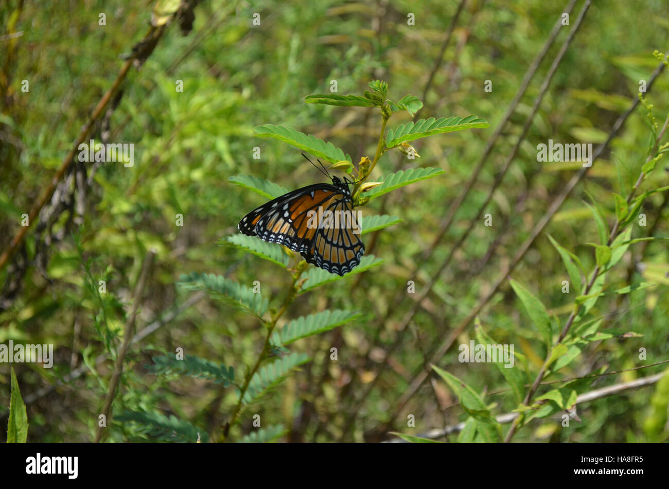 Smaller insect showcases hi-res stock photography and images - Alamy