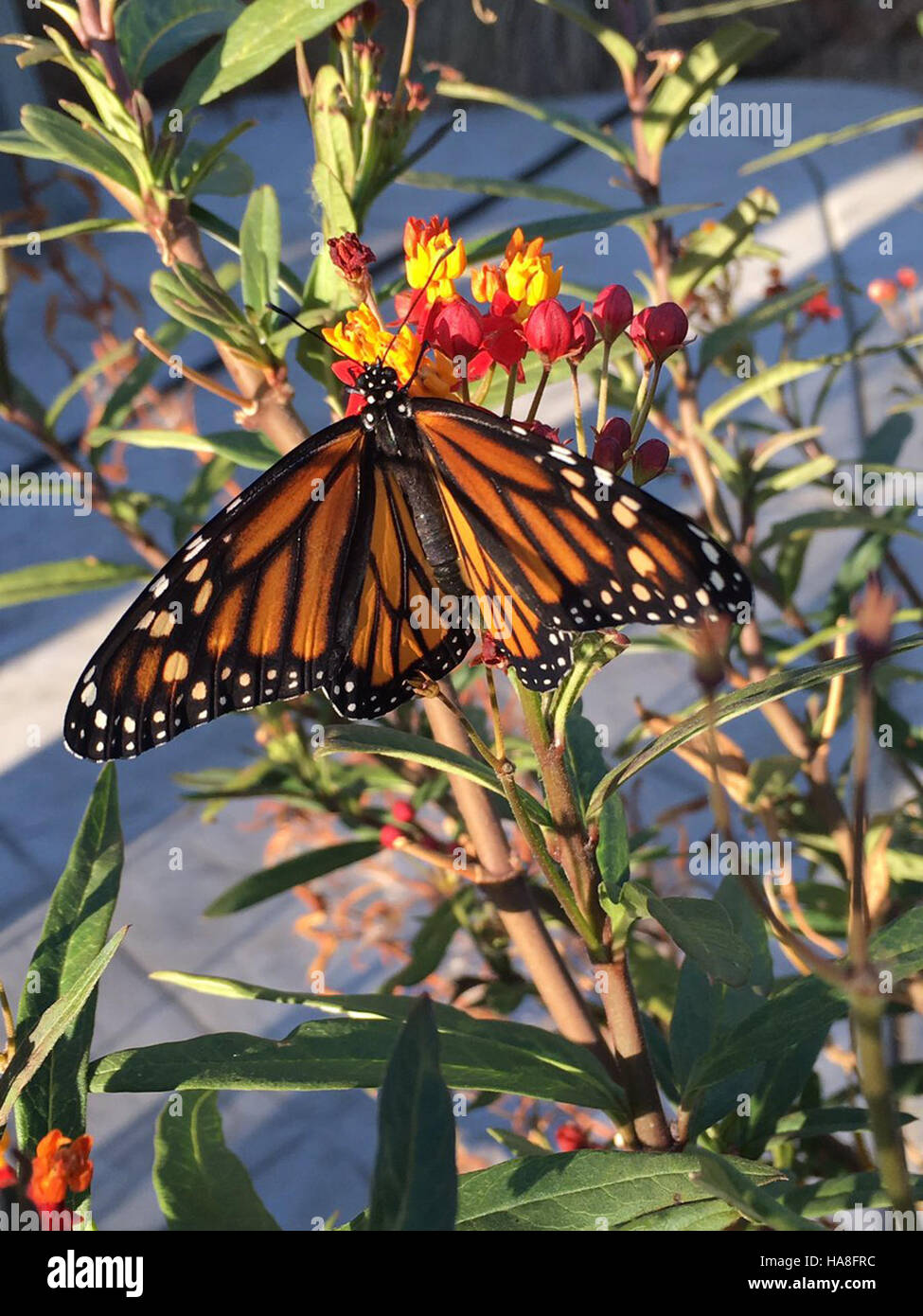 The Monarch Butterfly is featured in this image captured in California ...