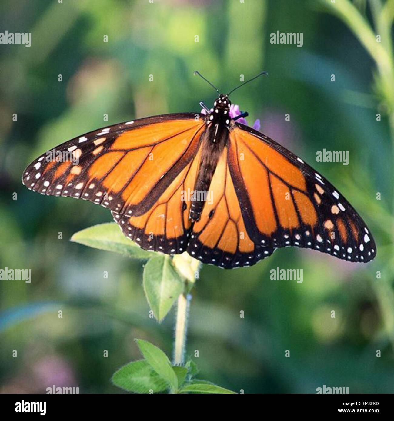 This photograph captures a Monarch Butterfly, a species known for its ...
