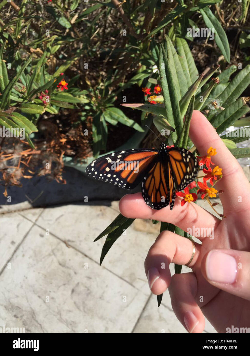 This image captures the Monarch butterfly in its natural habitat in ...
