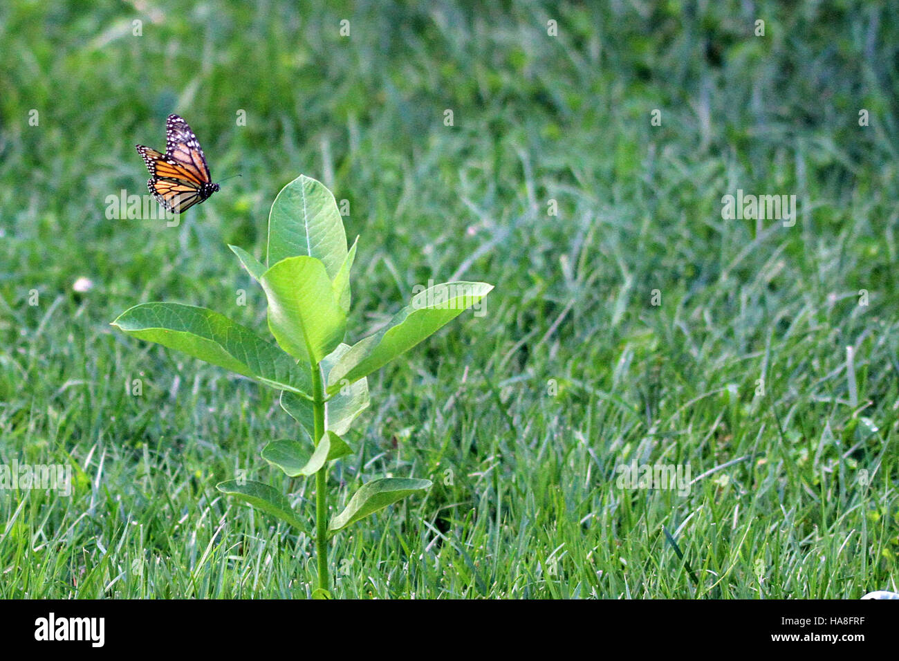 A close-up photograph of a Monarch butterfly in Maryland, showcasing ...